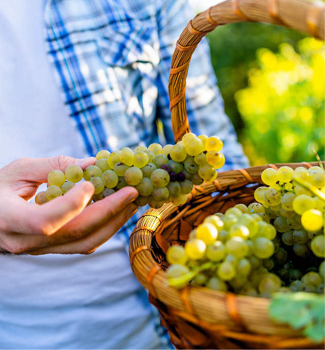 The History of Riesling Wine | Emerald Cruises